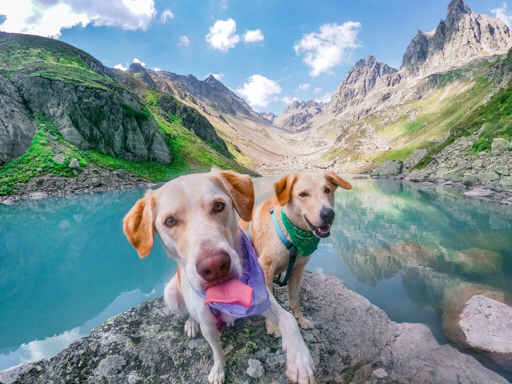 Peace of Mind for Pet Owners | Shoup Legal